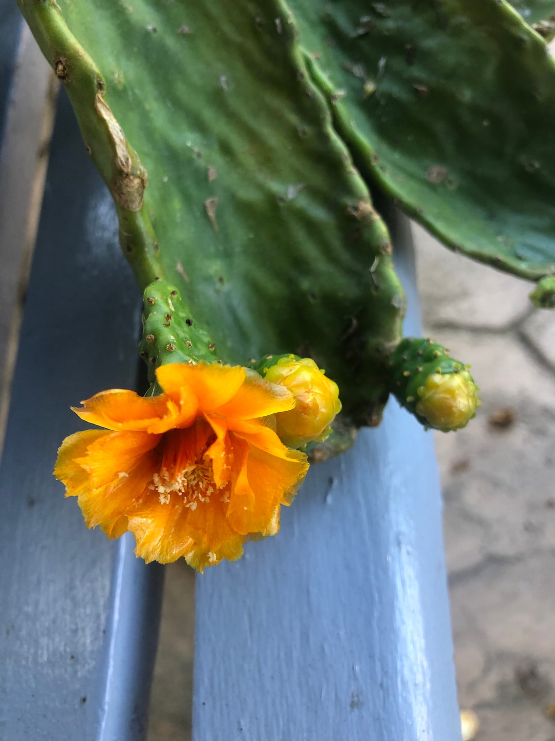 Blooming Cactus Pad - Etsy