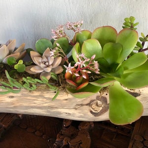 Handmade Natural Eucalyptus, Wood Live Succulents Arrangement ...