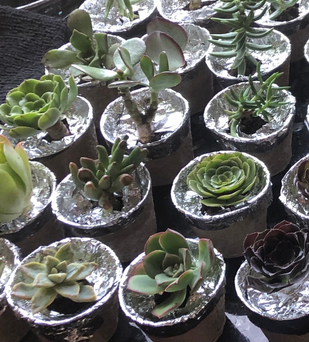 6 Pack Rooted Succulents Assortment 2 Pots Live Plants - Etsy