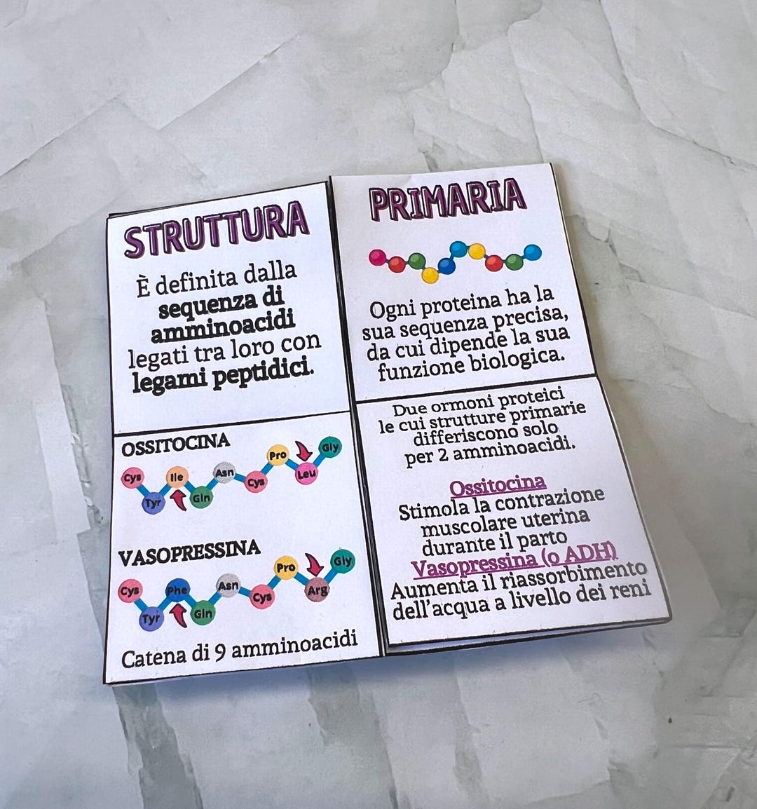 Let's Review With Origami - Protein Structures - Etsy