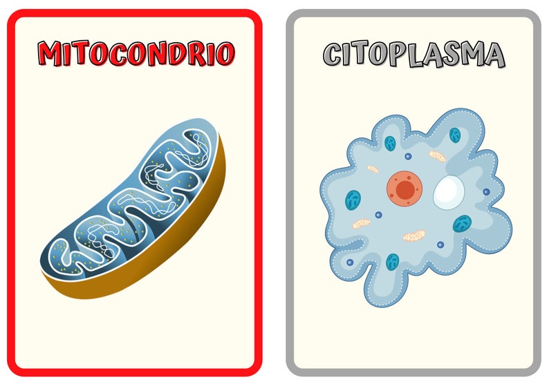 Flash Cards - Cell Organelles - Etsy