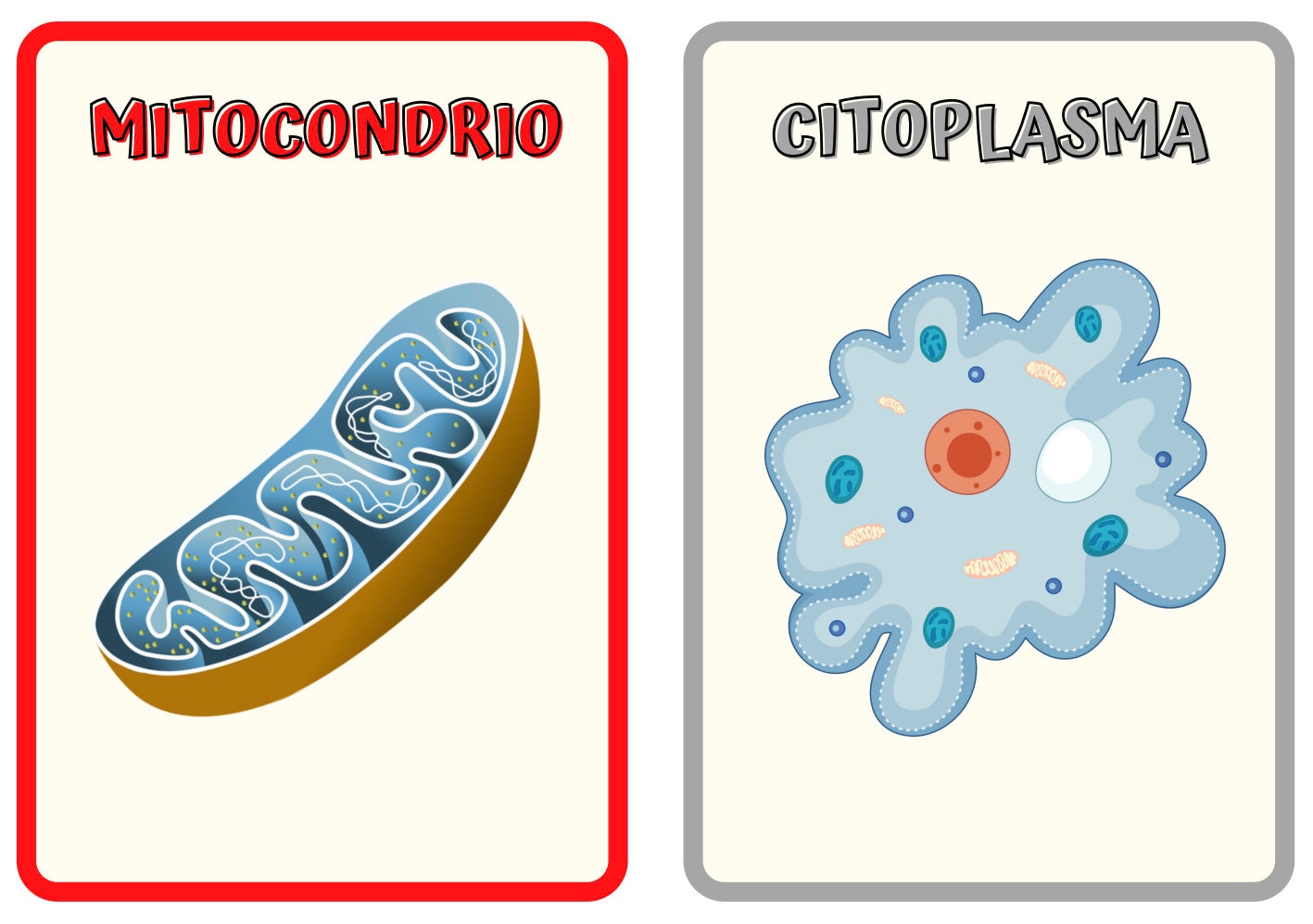 Flash Cards - Cell Organelles - Etsy