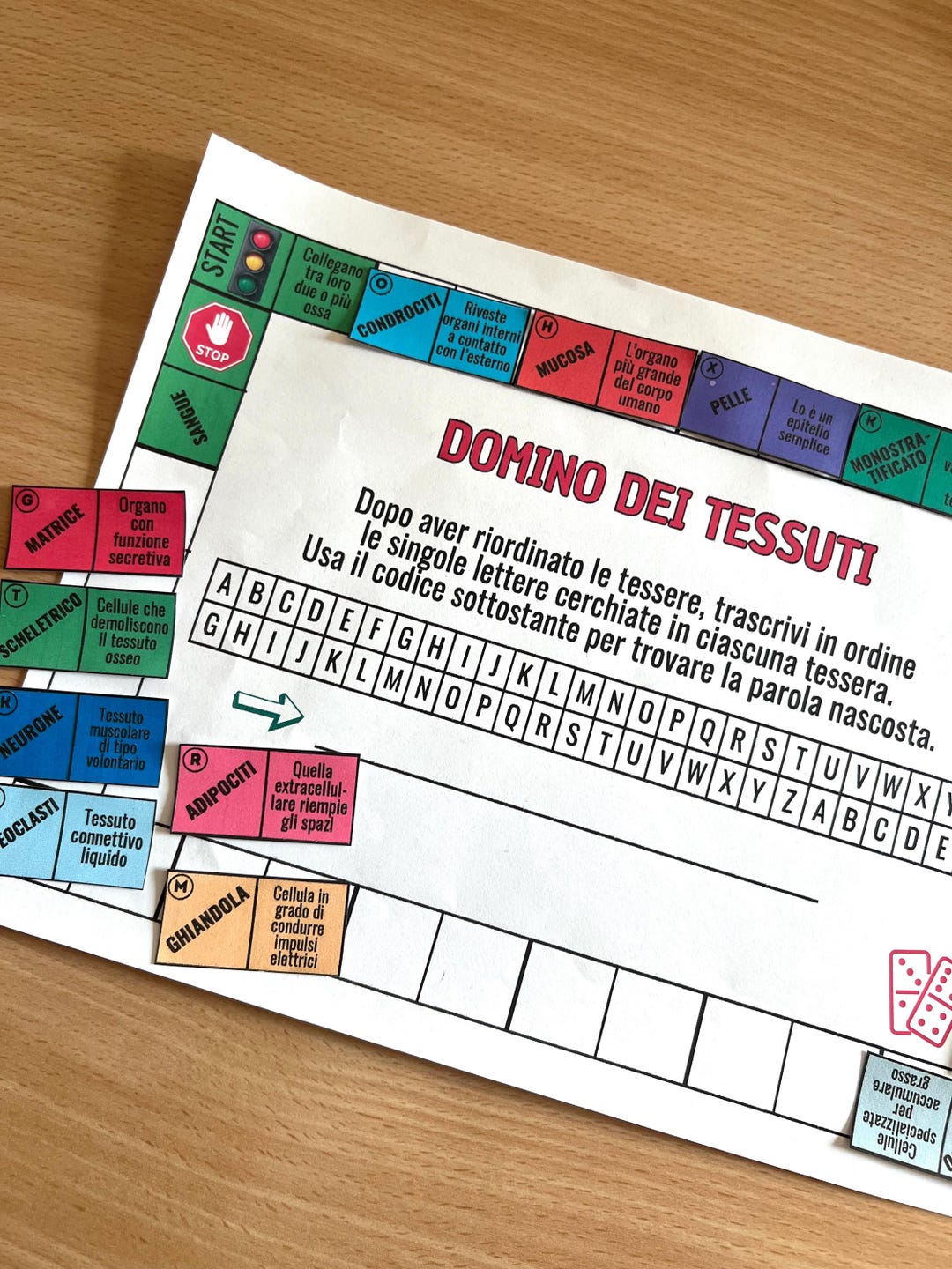 Educational Domino - Human Body Tissues - Etsy