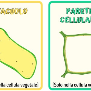 Flash Cards Cell Organelles - Etsy