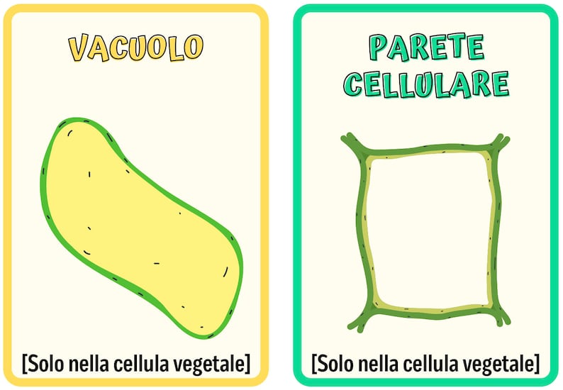 Flash Cards - Cell Organelles - Etsy