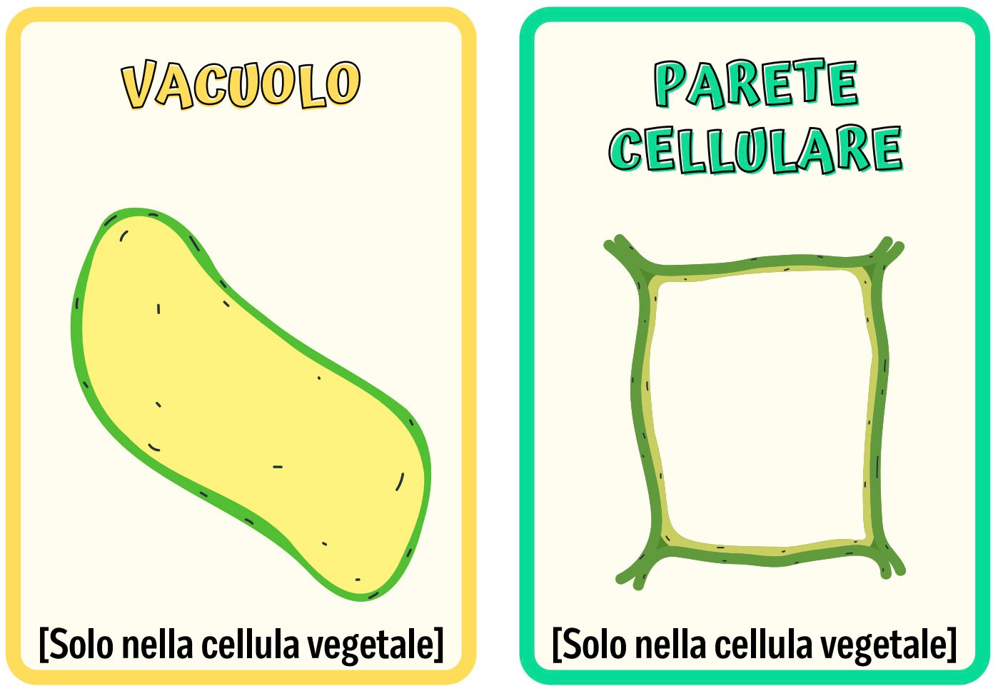 Flash Cards - Cell Organelles - Etsy