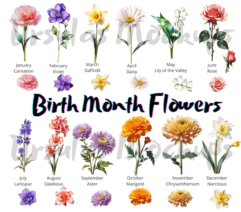 Watercolor Birth Month Flower. Clipart PNG Birth Month Floral Bundle ...