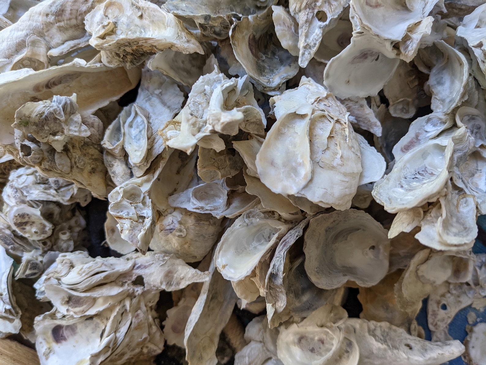 Oyster Shell Strings one Strand - Etsy