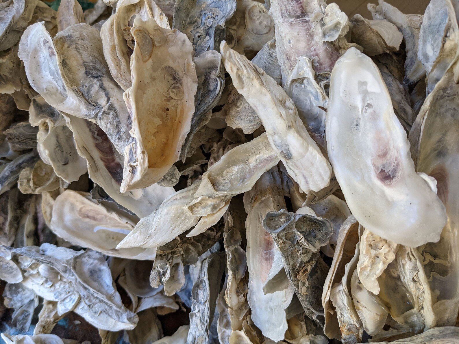 Oyster Shell Strings one Strand - Etsy