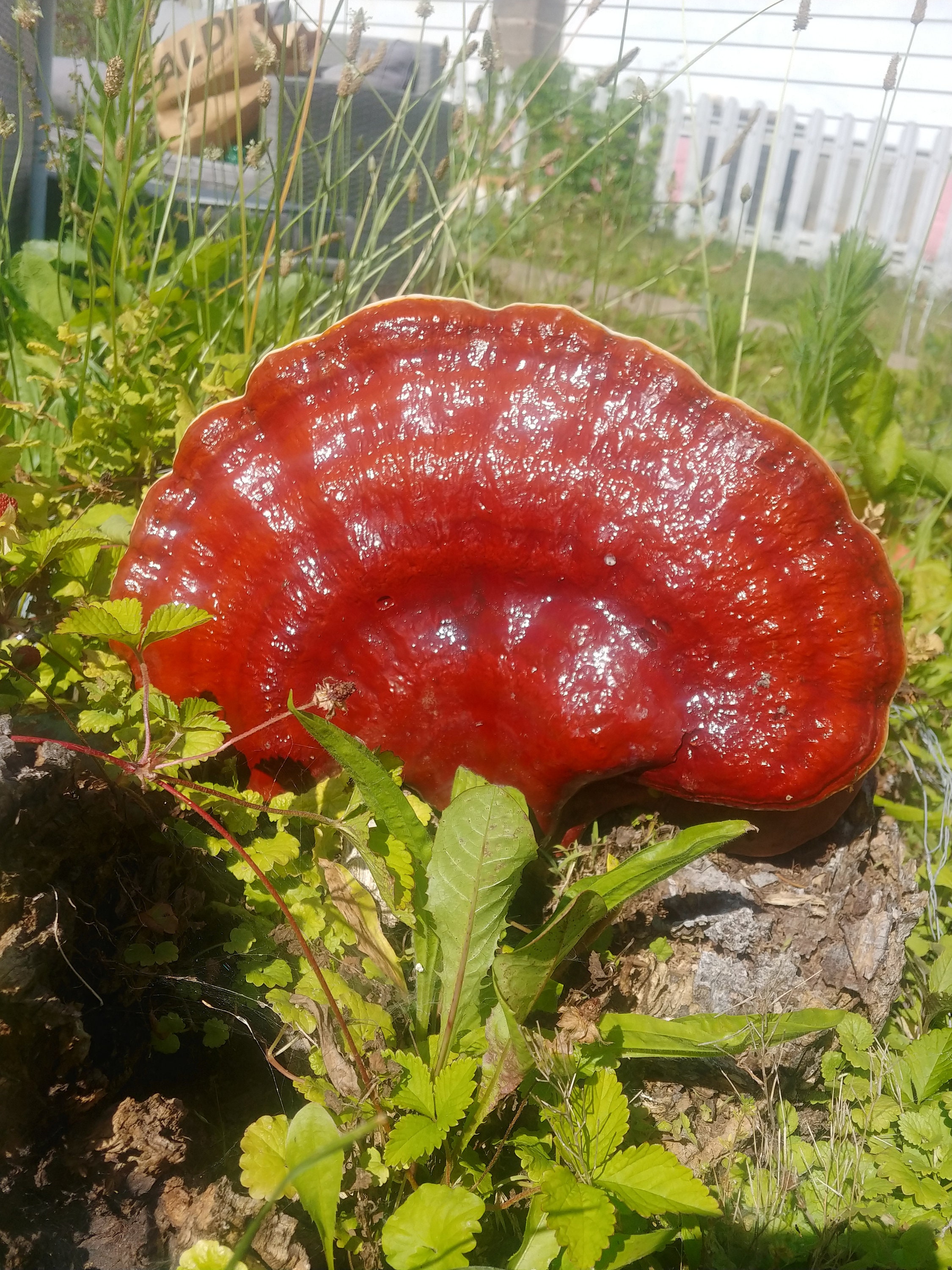 Wildcrafted Ganoderma Tsugae Full Spectrum Double Decoction Tincture ...