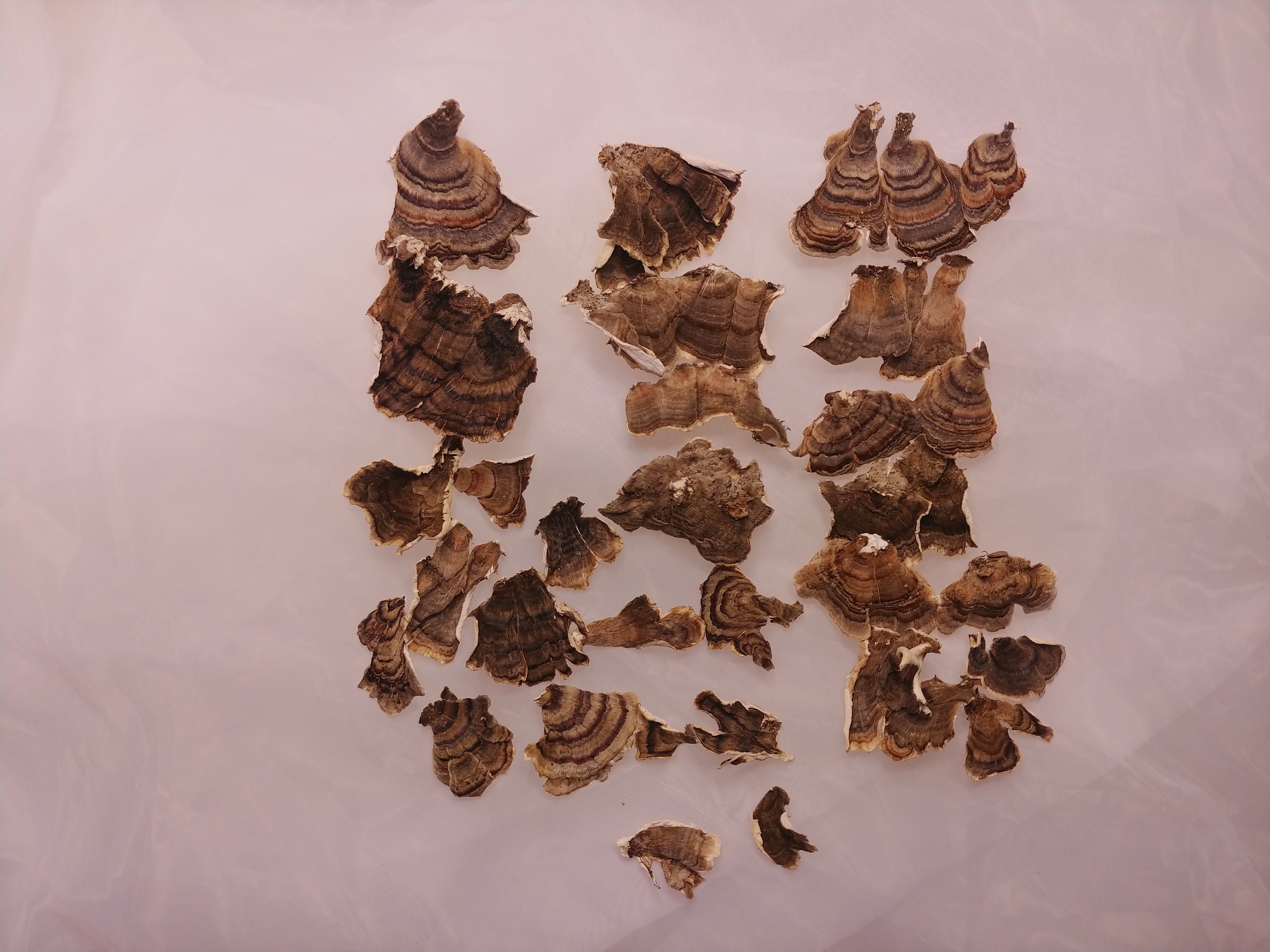 Wildcrafted Whole Turkey Tail - "improved" and Standard Grade - Etsy