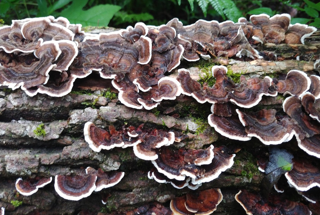 Wildcrafted Whole Turkey Tail - "improved" and Standard Grade - Etsy