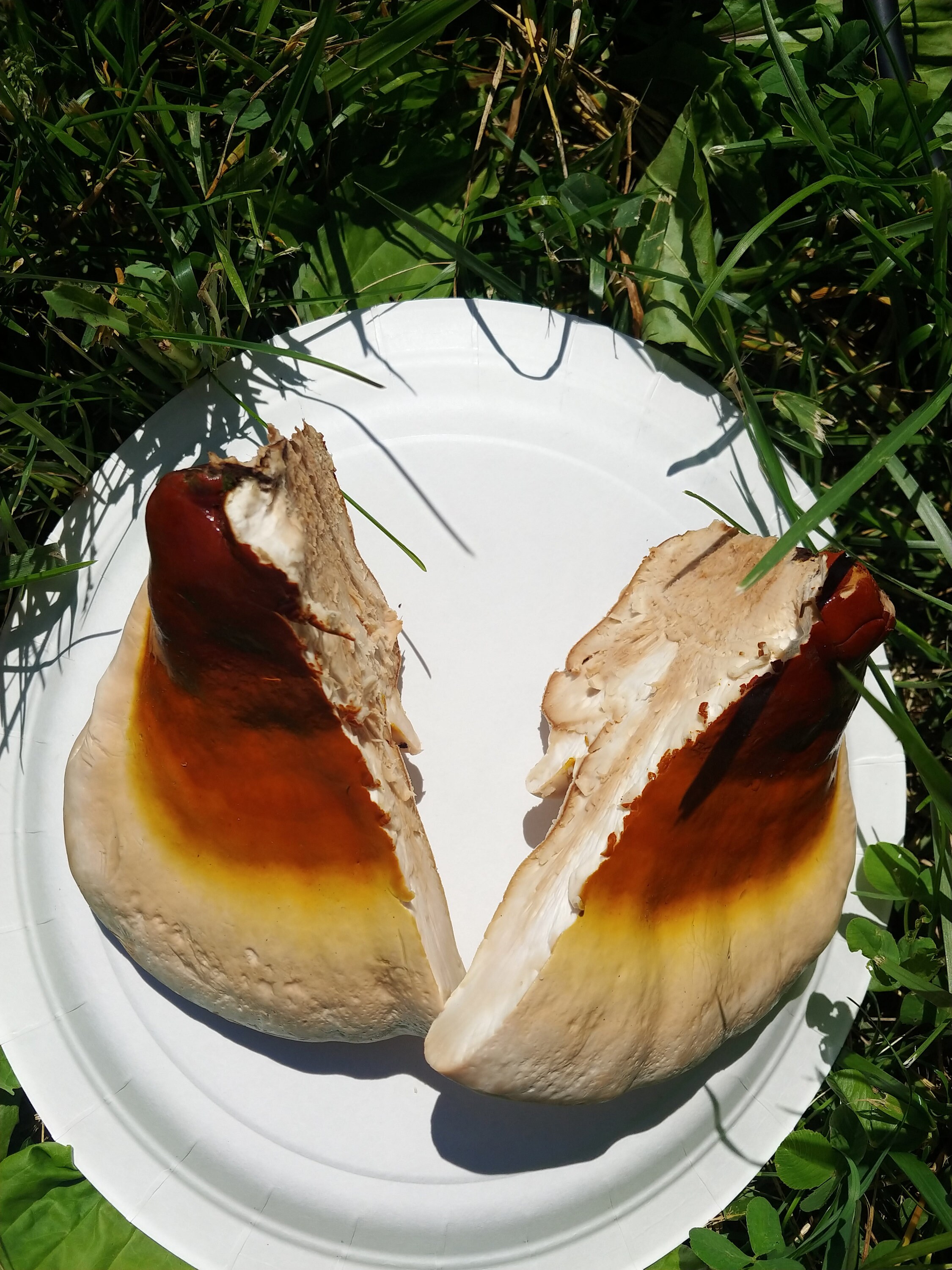 Wildcrafted Ganoderma Tsugae Full Spectrum Double Decoction Tincture ...