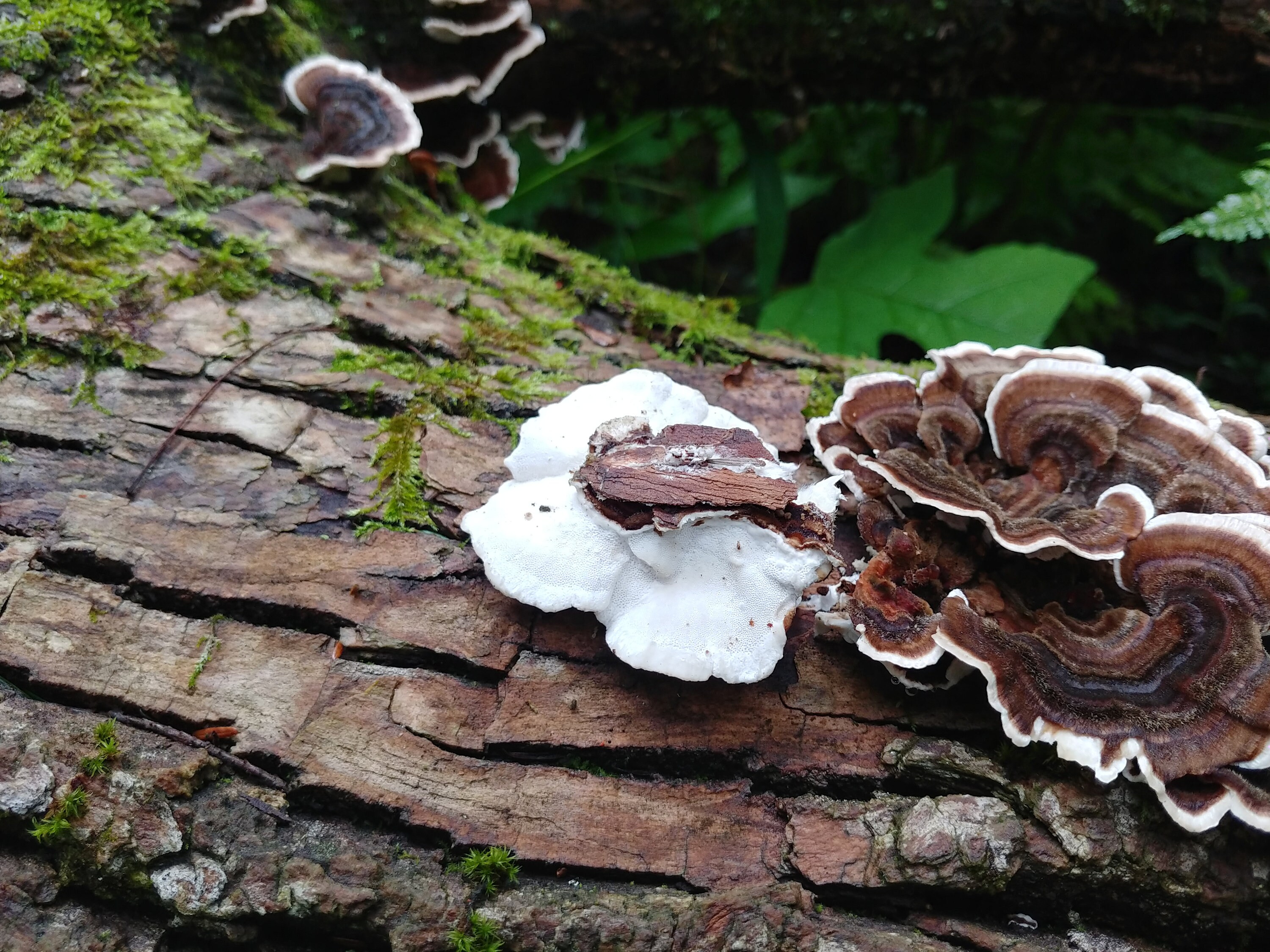 Wildcrafted Whole Turkey Tail - "improved" and Standard Grade - Etsy