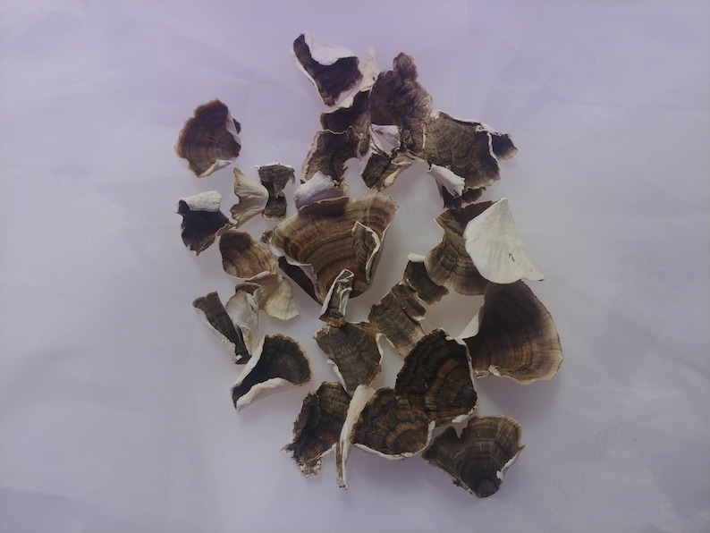 Wildcrafted Whole Turkey Tail - "improved" and Standard Grade - Etsy