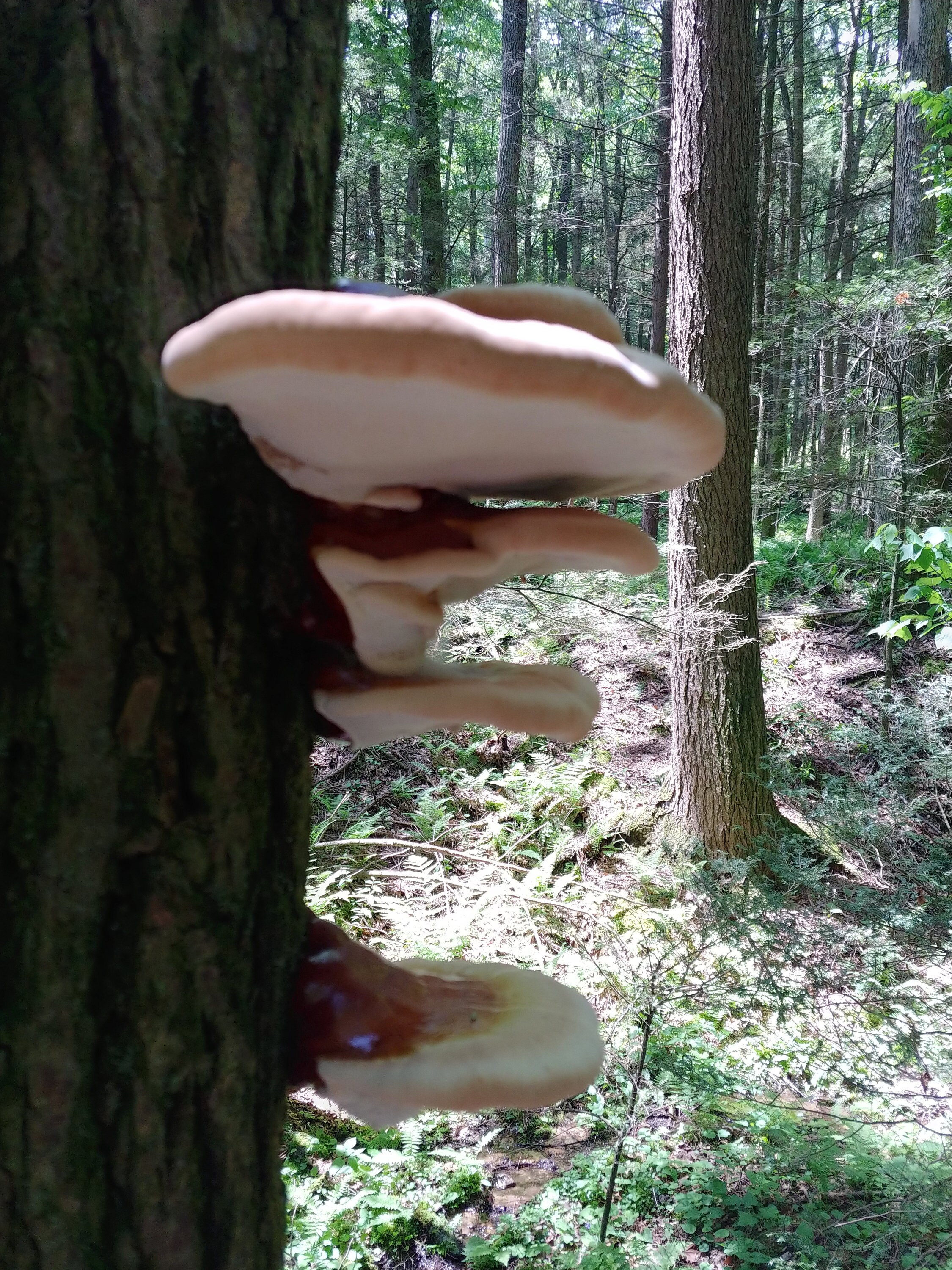 Wildcrafted Ganoderma Tsugae Full Spectrum Double Decoction Tincture ...