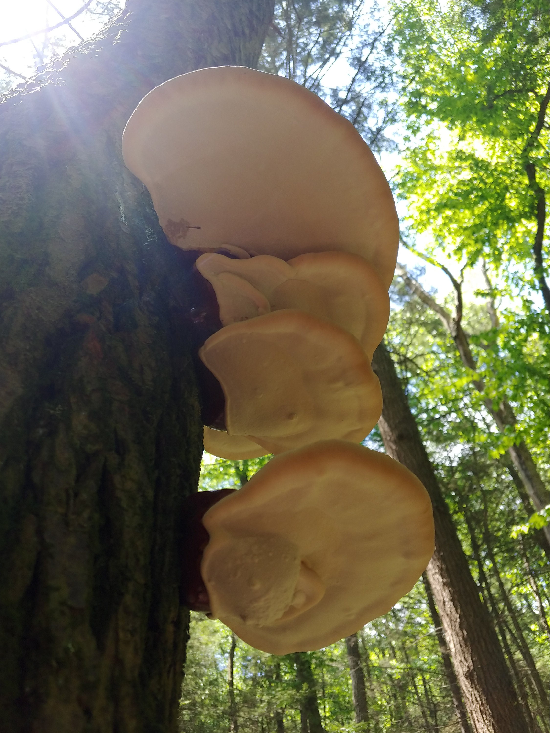 Wildcrafted Ganoderma Tsugae Full Spectrum Double Decoction Tincture ...