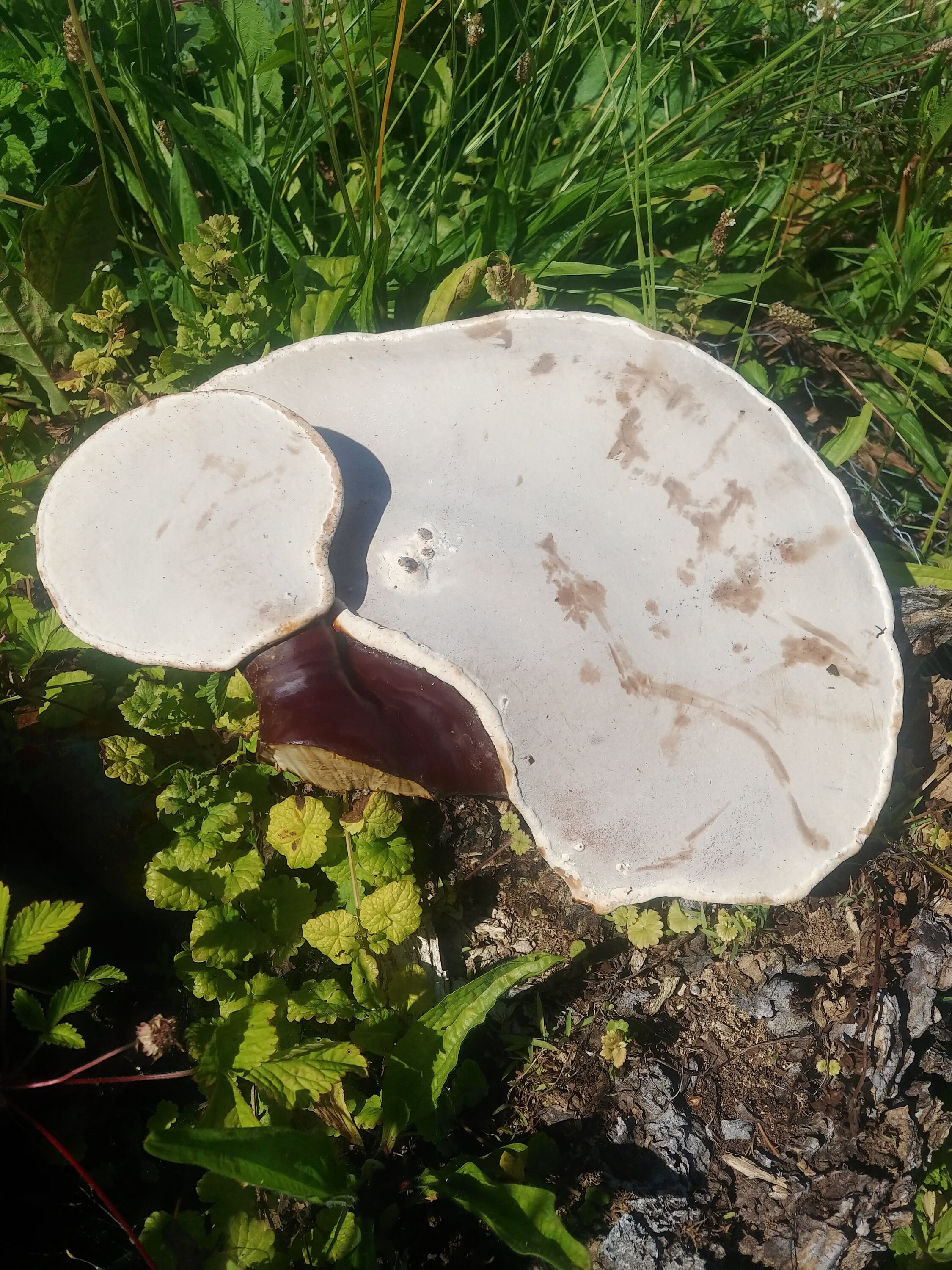 Wildcrafted Ganoderma Tsugae Full Spectrum Double Decoction Tincture ...