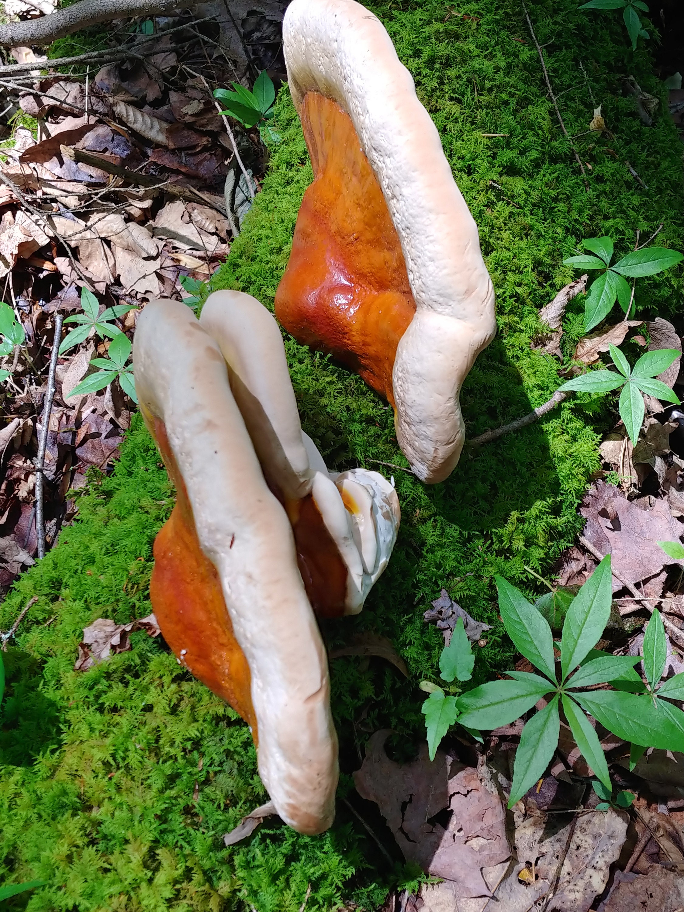 Wildcrafted Ganoderma Tsugae Full Spectrum Double Decoction Tincture ...