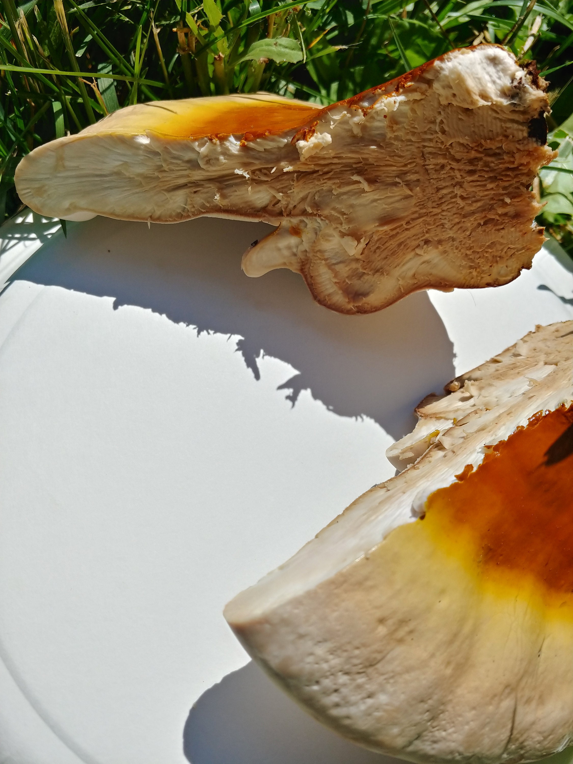 Wildcrafted Ganoderma Tsugae Full Spectrum Double Decoction Tincture ...