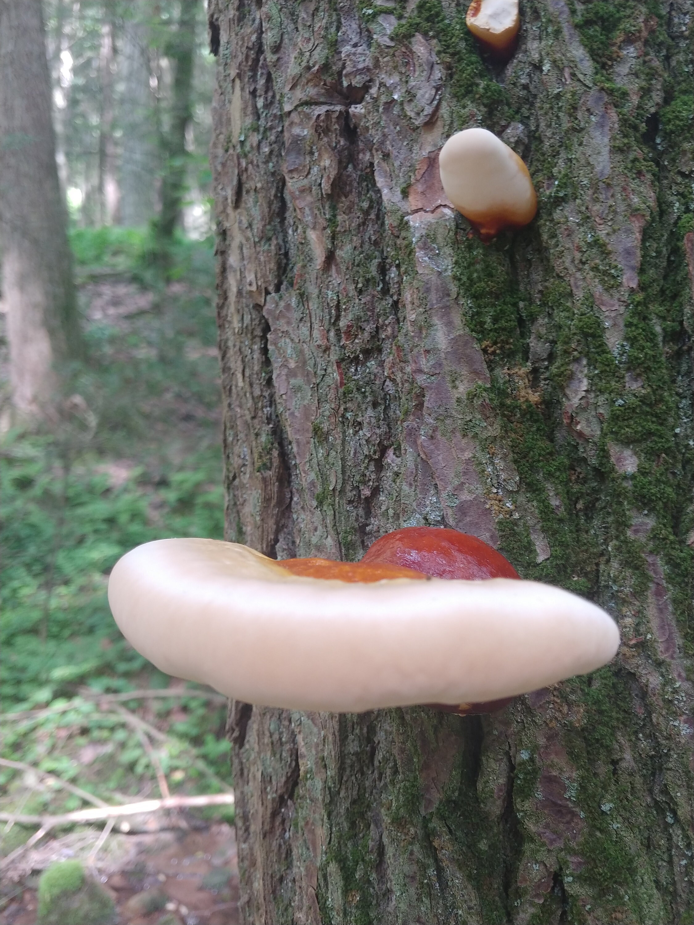 Wildcrafted Ganoderma Tsugae Full Spectrum Double Decoction Tincture ...