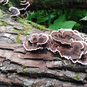 Wildcrafted Whole Turkey Tail - "improved" and Standard Grade - Etsy
