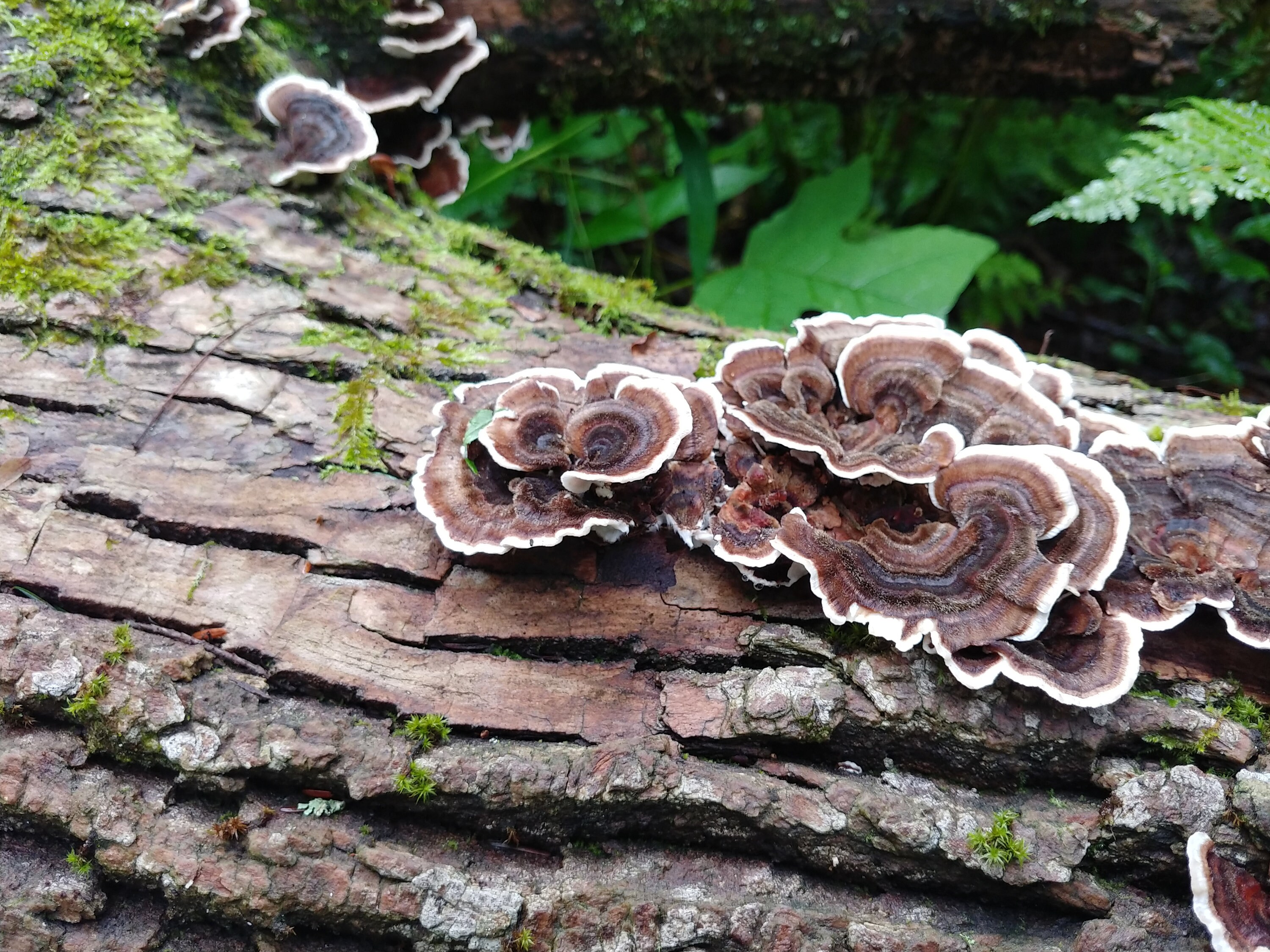 Wildcrafted Whole Turkey Tail - "improved" and Standard Grade - Etsy