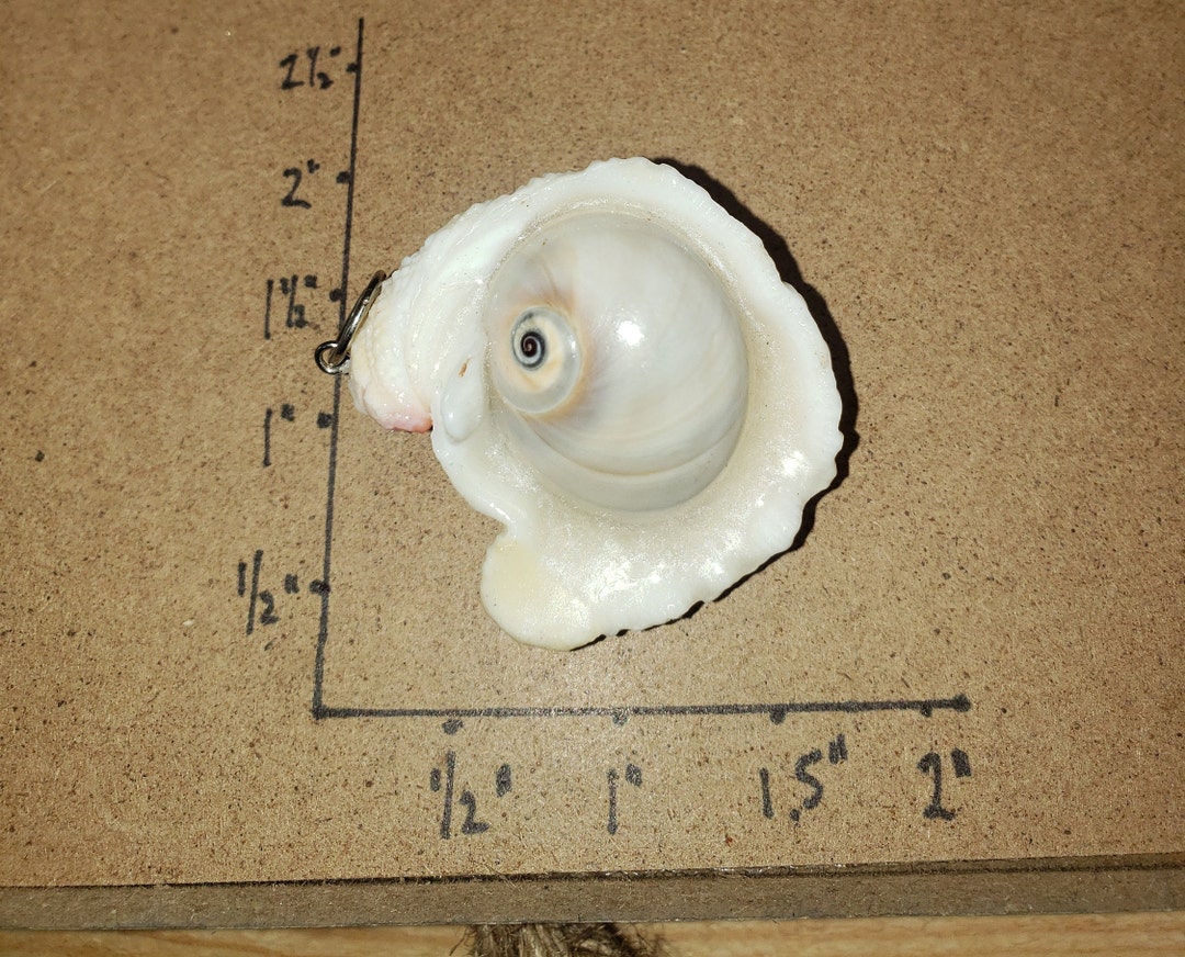 Large Sharks Eye Inside Spiny Jewelbox Pendant - Etsy
