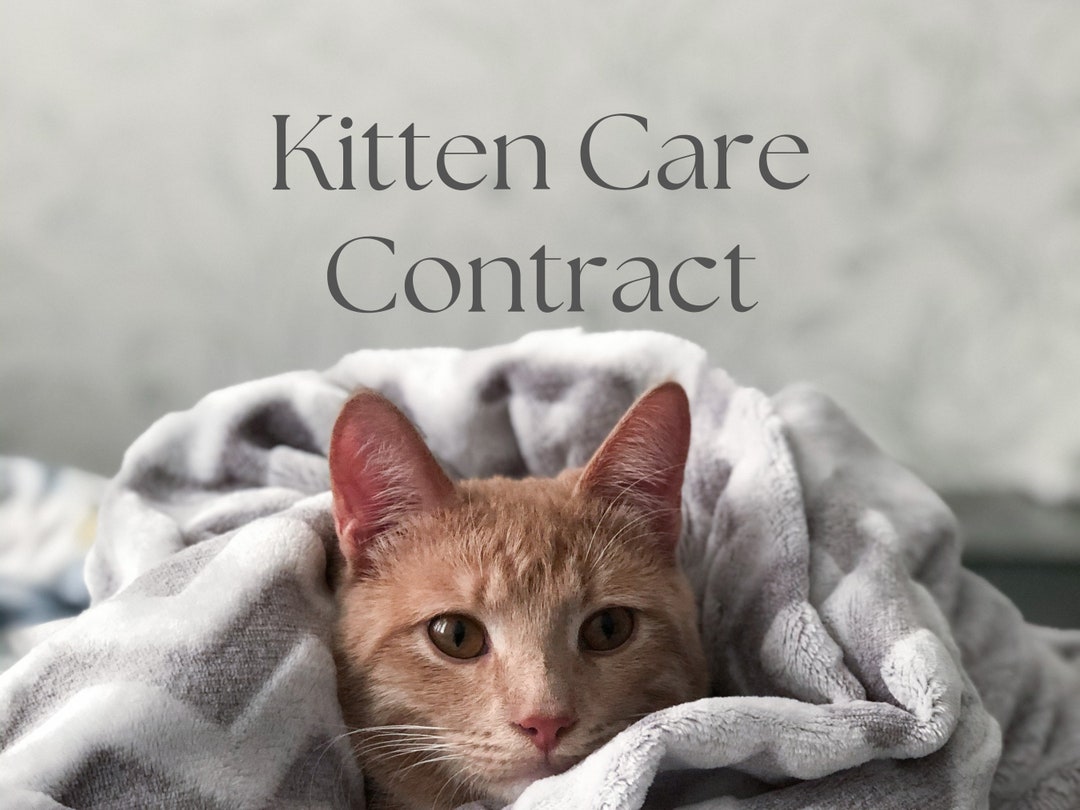 Kitten Care Contract | Pet Care Contract | for New Kids Pet | New ...