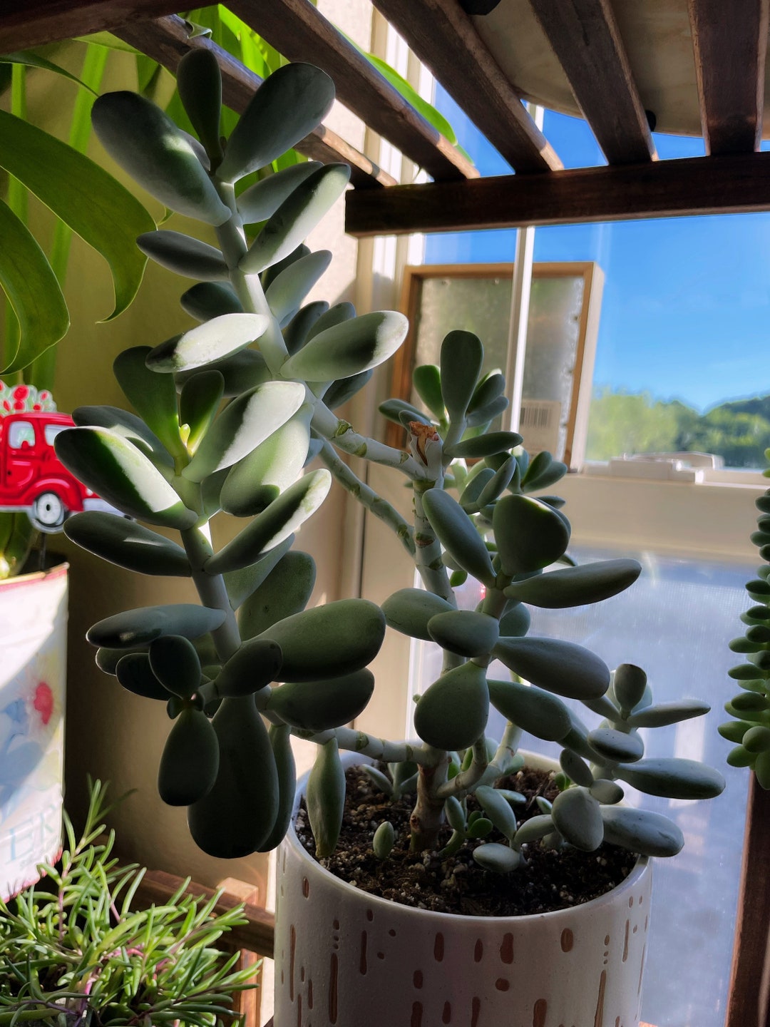 Lady Fingers Succulent - Etsy