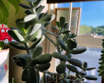 Lady Finger Succulent - Etsy