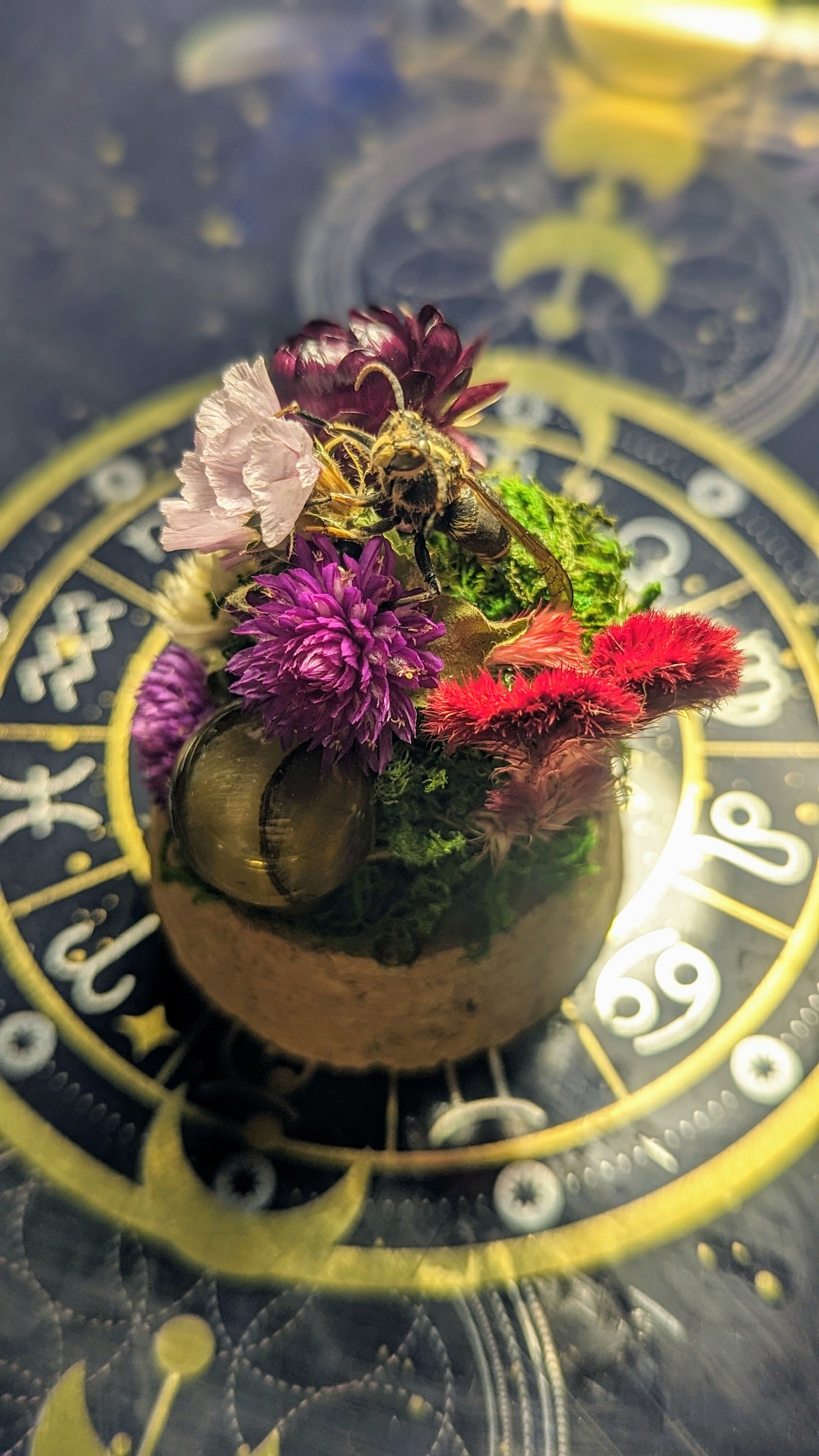 Bald-face Hornet Bee in Dome Cloche Jar Bee Taxidermy Oddity Altar Gift ...