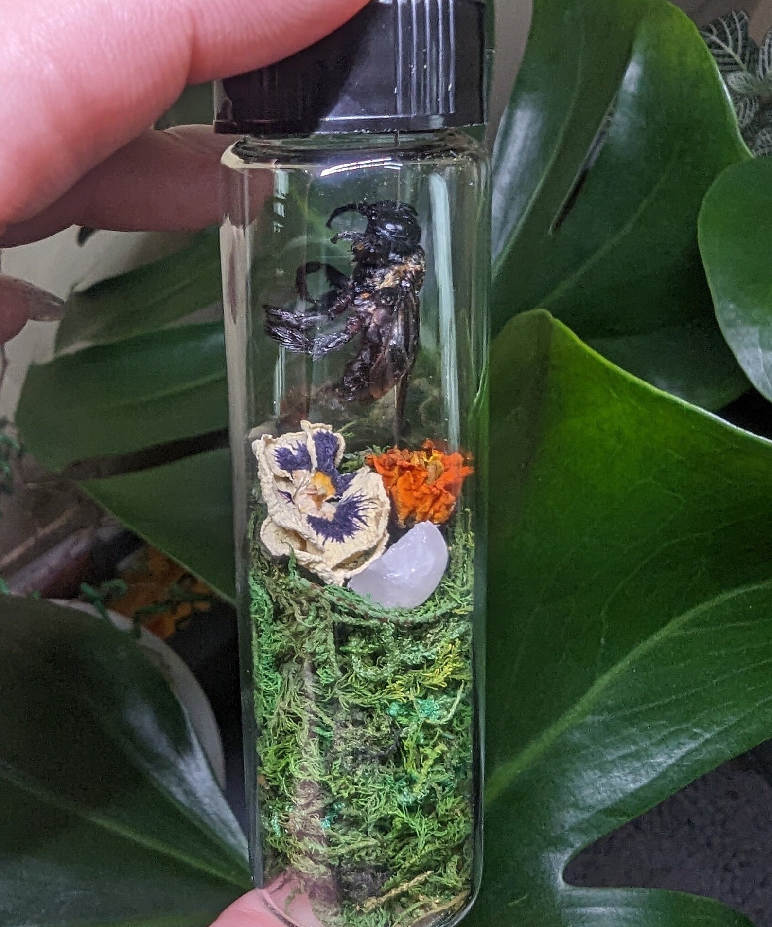 Bumble/carpenter Bee Preserved Terrarium W/crystal in Glass Jar | Altar ...