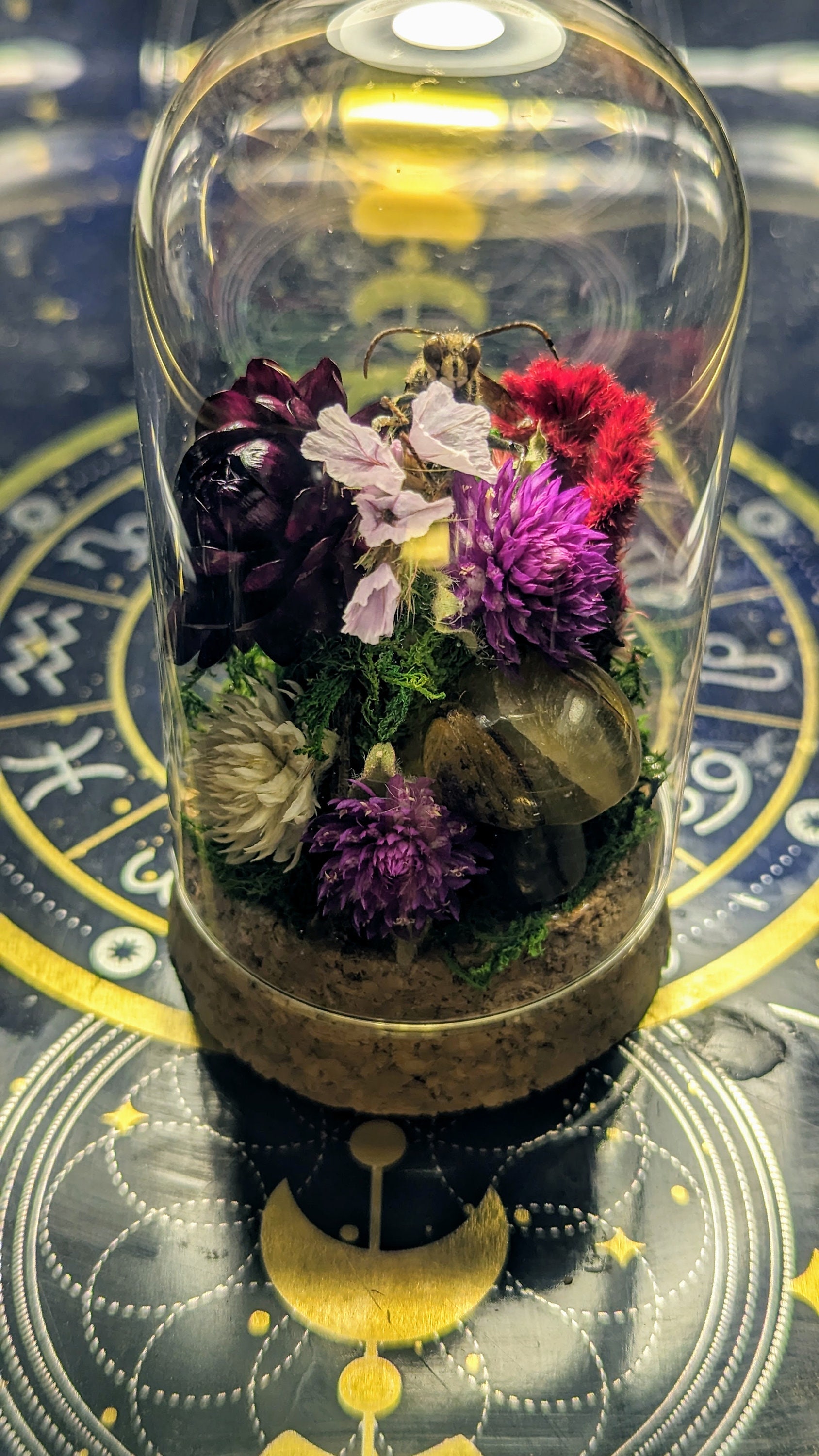 Bald-face Hornet Bee in Dome Cloche Jar Bee Taxidermy Oddity Altar Gift ...