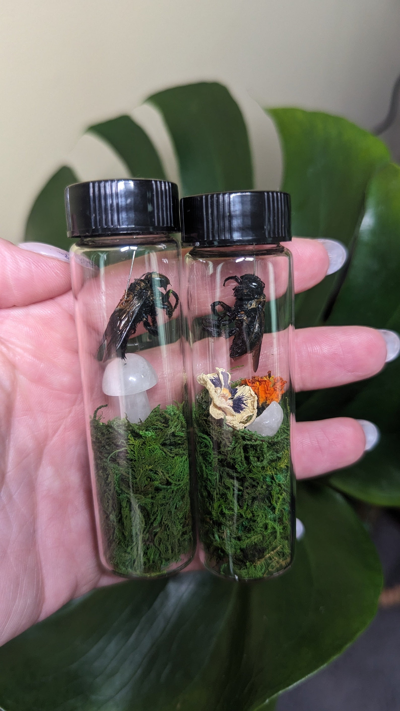 Bumble/carpenter Bee Preserved Terrarium W/crystal in Glass Jar | Altar ...