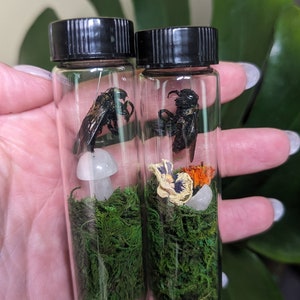 Bumble/carpenter Bee Preserved Terrarium W/crystal in Glass Jar | Altar ...