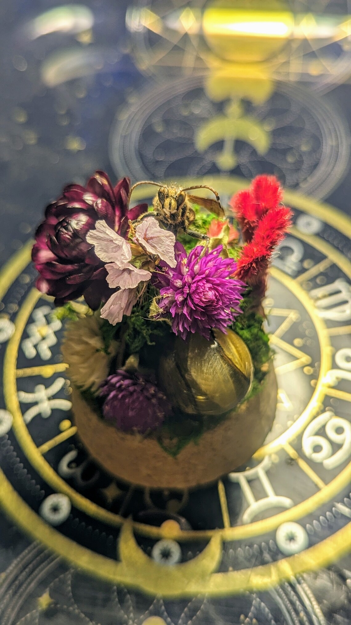 Bald-face Hornet Bee in Dome Cloche Jar Bee Taxidermy Oddity Altar Gift ...