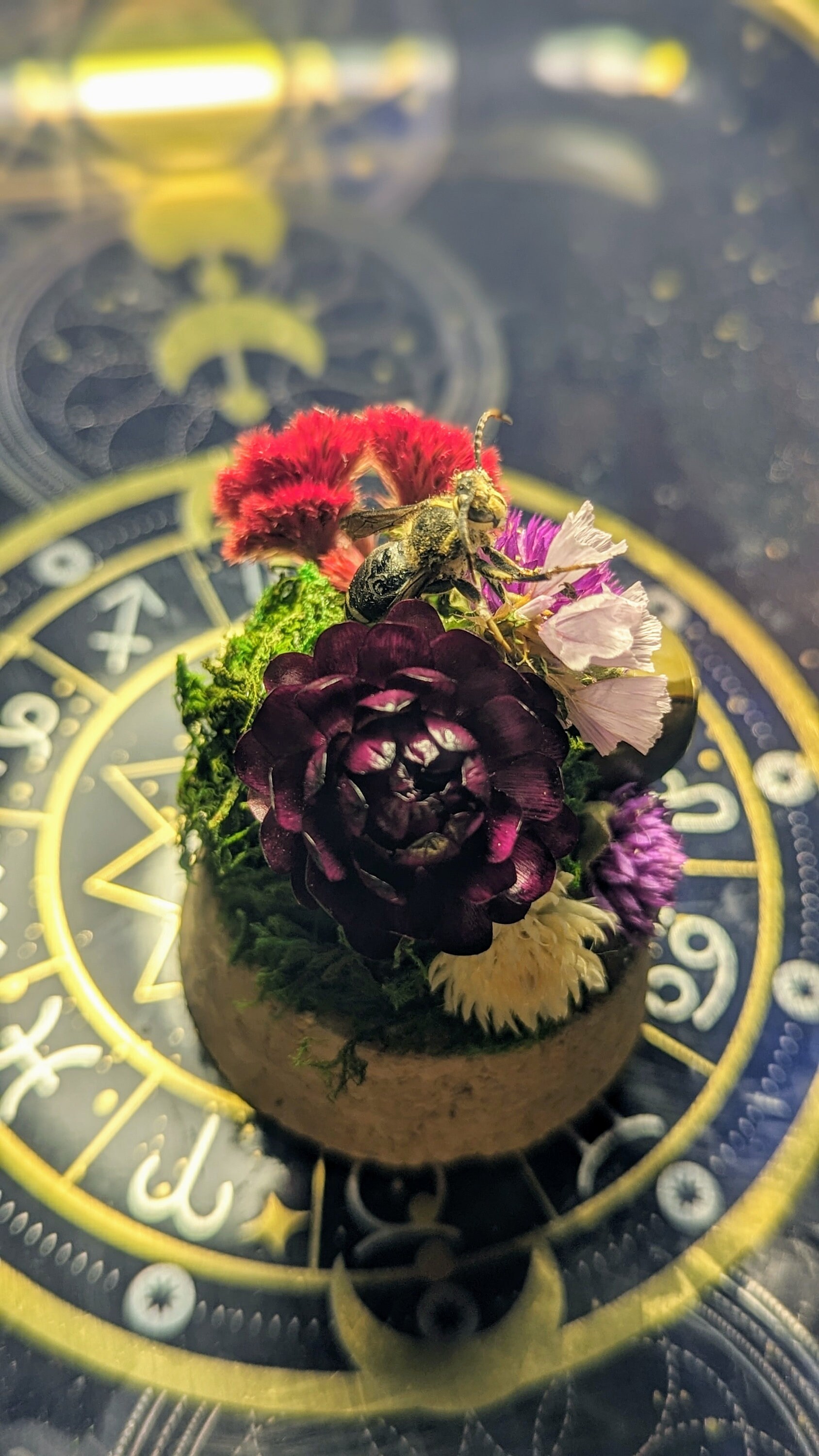 Bald-face Hornet Bee in Dome Cloche Jar Bee Taxidermy Oddity Altar Gift ...