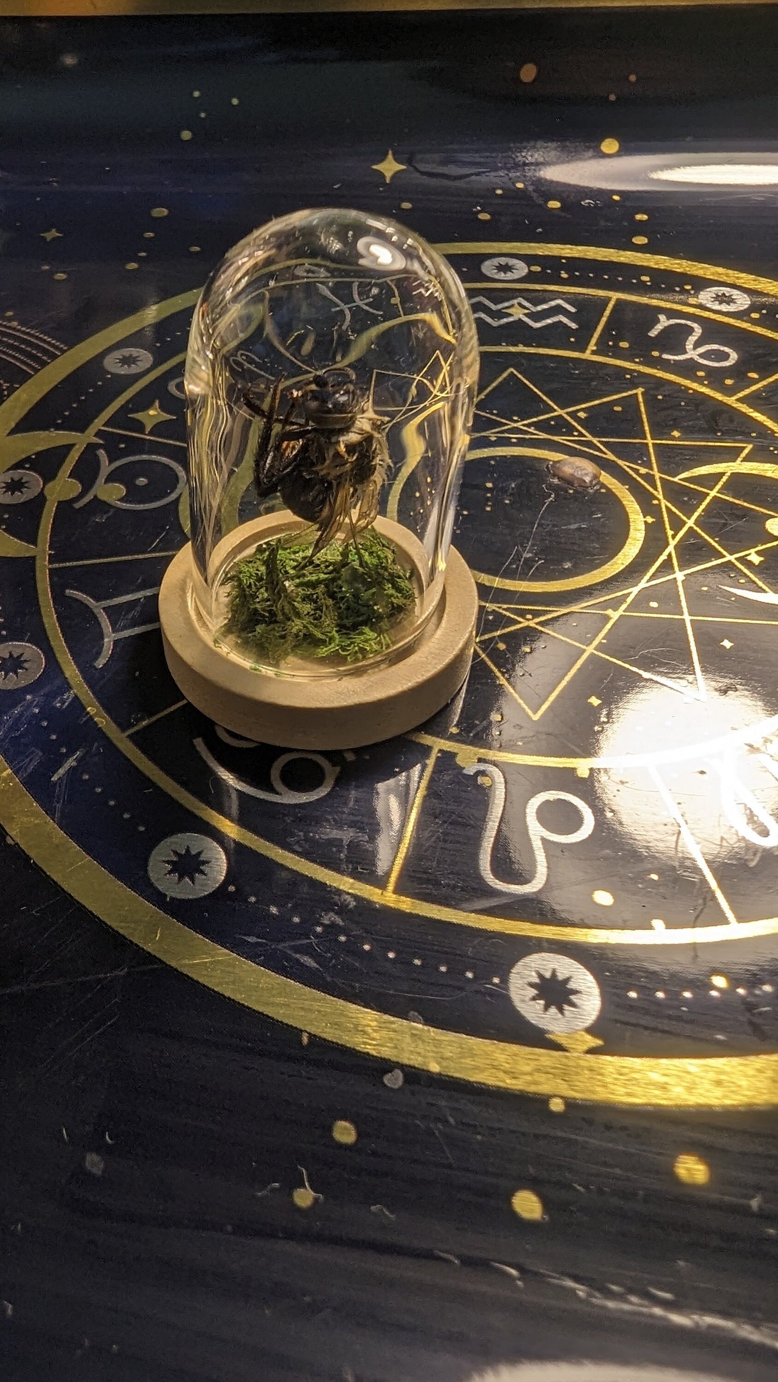Bee in Mini Dome | Bee Terrarium | Bee in Cloche | Altar Decor | Gift ...