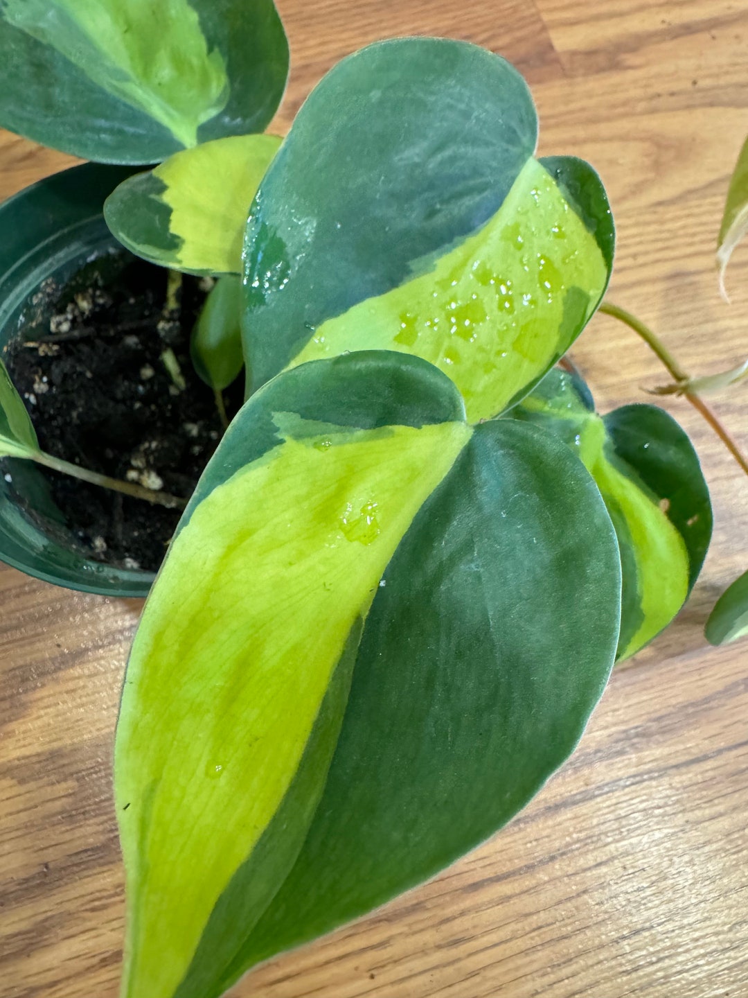Philodendron ‘brasil’ – 4” Pot | Heartleaf Trailing Vine | Easy-care ...