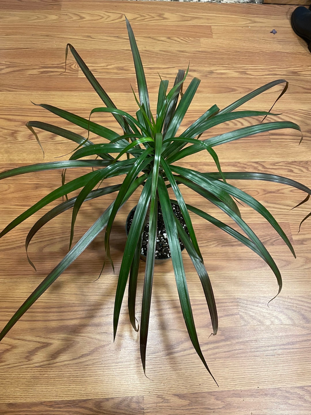 Madagascar Dragon Tree, Live Plant, Easy to Care For, Can Grow 6 Feet ...