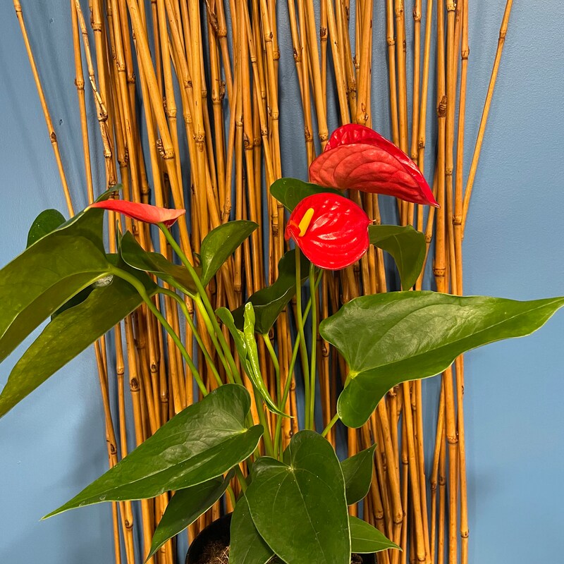 Purple Yellow What Color - Etsy