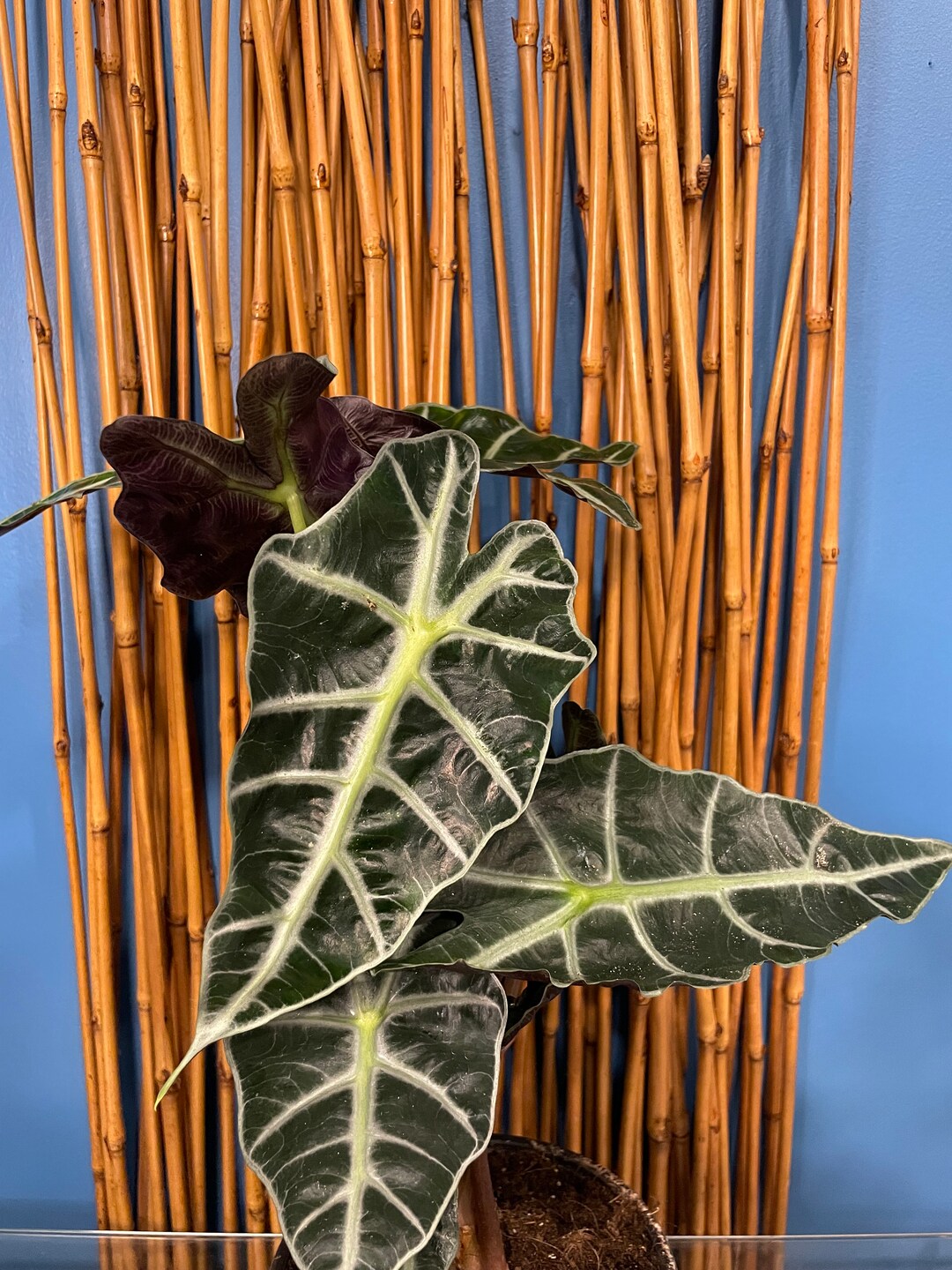 Amazonian Elephant Ear, African Mask, Tropical Plant, Exotic and Unique ...