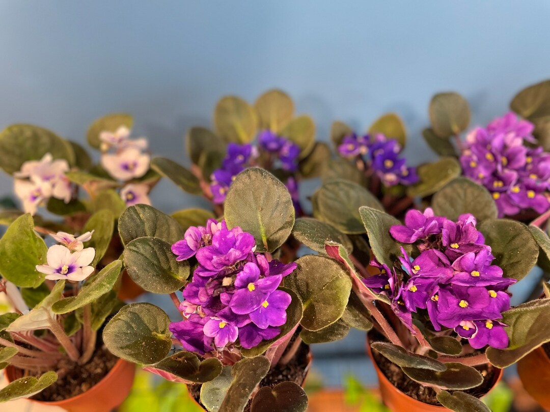 African Violet Plant: Easy-care Indoor Houseplant (4" Pot) - Etsy