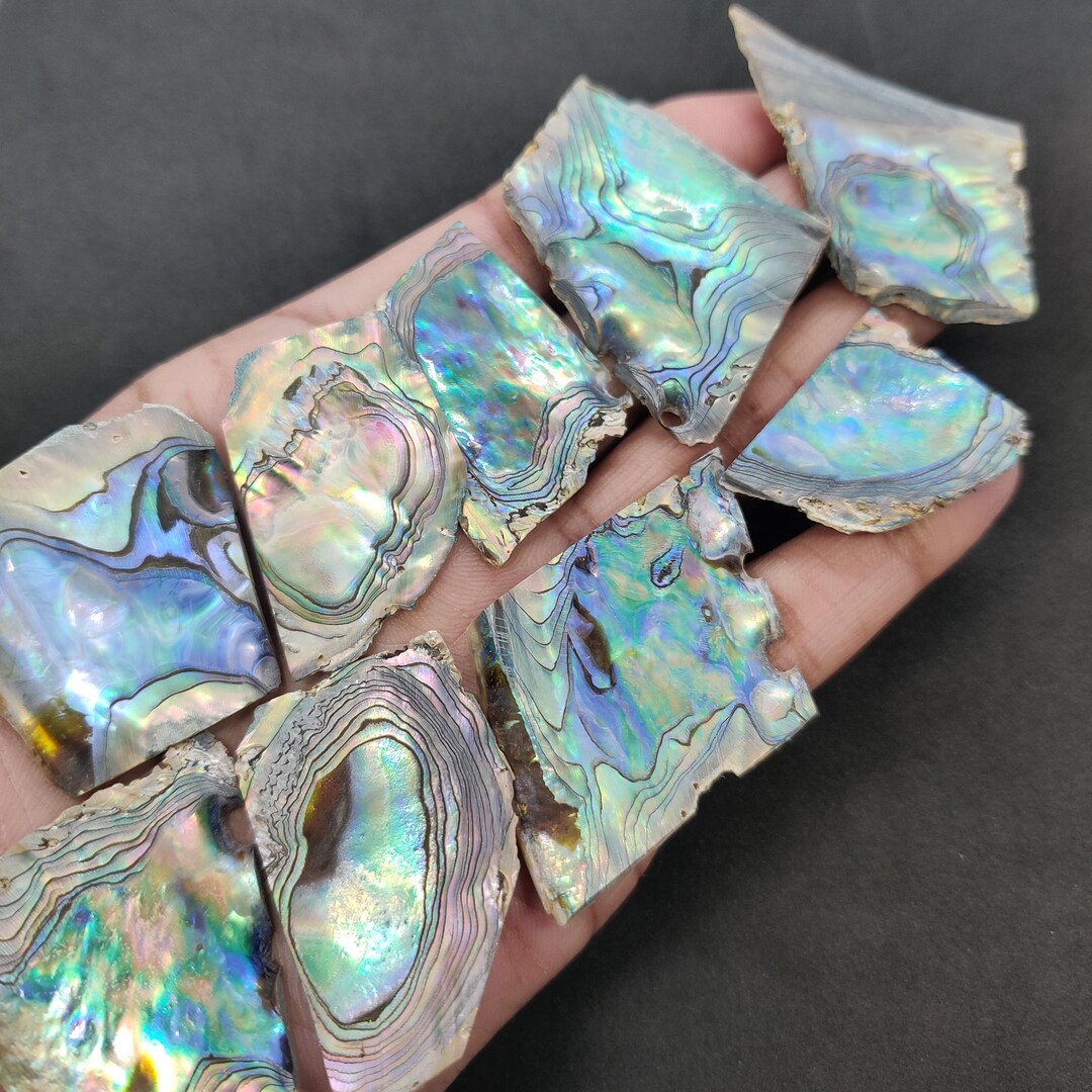 Natural Abalone Shell Slice Multi Color, 25-60 MM, Multi Rainbow Slices ...