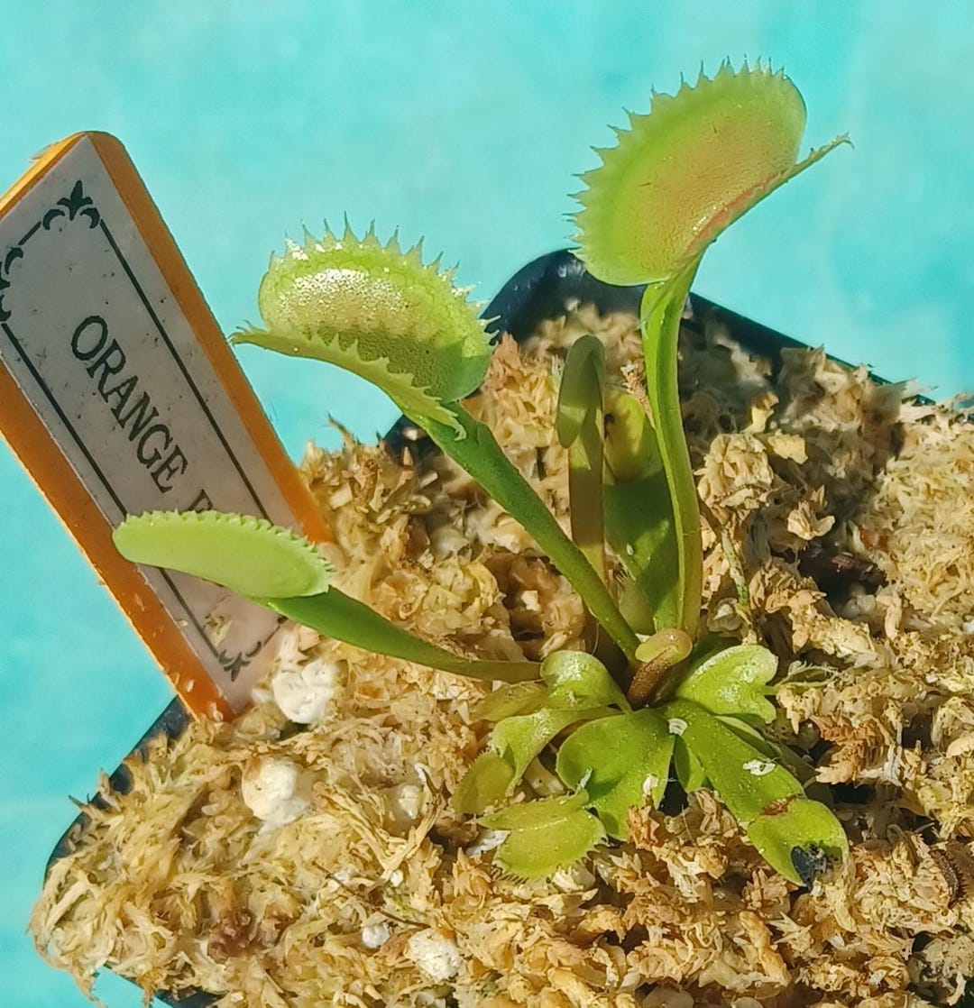Venus Flytrap ORANGE FIRE Young Division Live Potted Carnivorous Plant ...