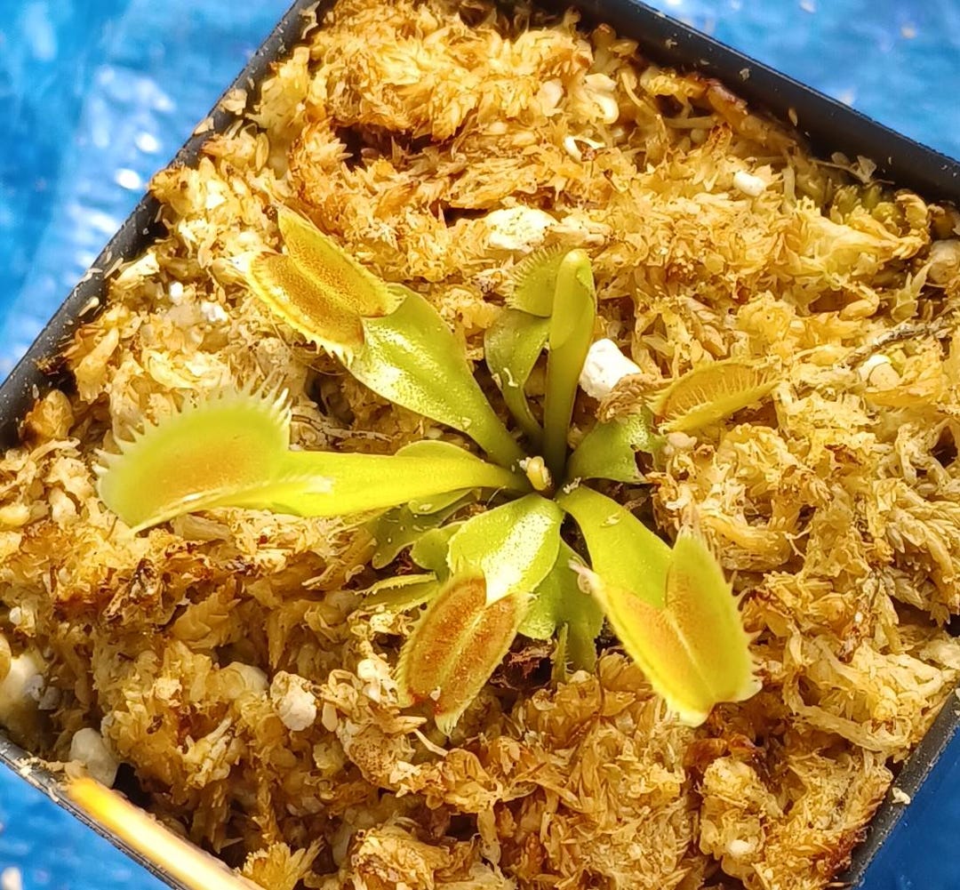 Venus Flytrap ORANGE FIRE Young Division Live Potted Carnivorous Plant ...