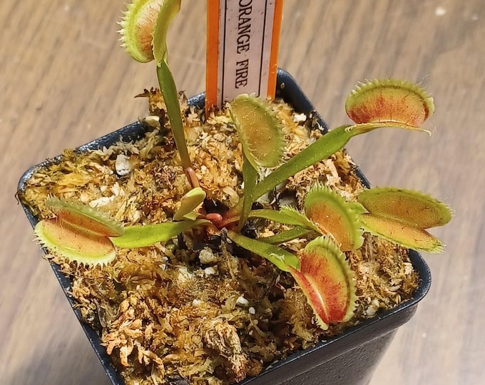Venus Flytrap ORANGE FIRE Young Division Live Potted Carnivorous Plant ...