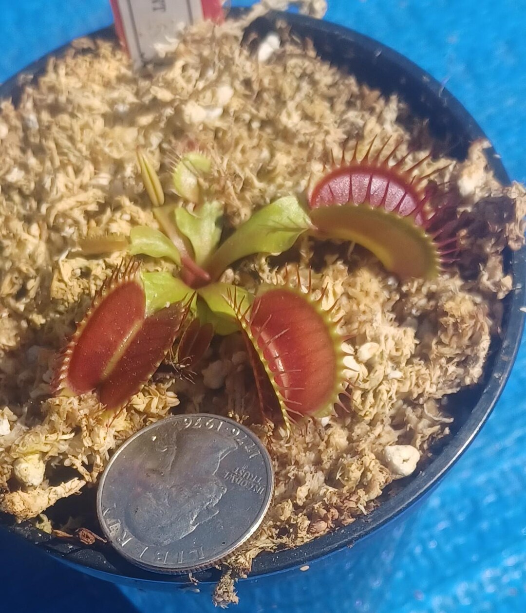 Venus Flytrap Big Teeth Red Giant Young Division Live Potted Carnivorous Plant - Etsy