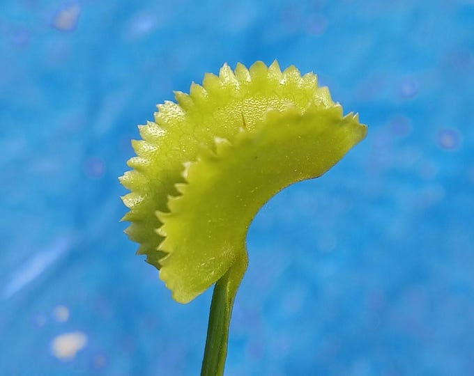Venus Flytrap TIGER TEETH X SAWTOOTH Potted Carnivorous Plant - Etsy